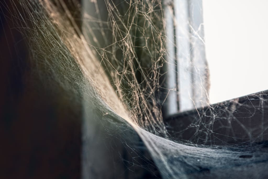 How to keep spiders away from your home (8 natural solutions)